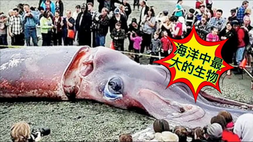 目前现存最大的海洋生物,喜欢模仿各类生物,但它的寿命只有4年