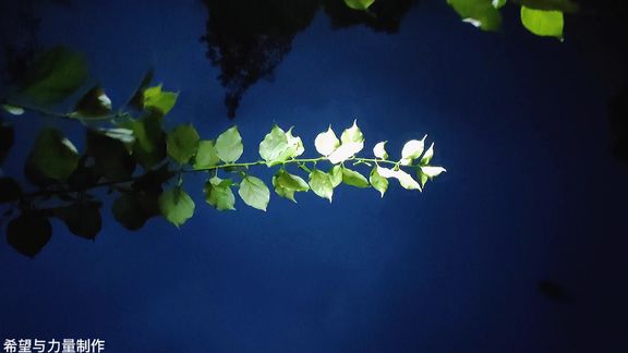 天黑了,路边随风摇曳的树枝,让我想到了《天下第一情》。♥