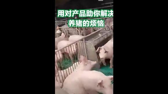 非瘟猪场消毒生物安防措施