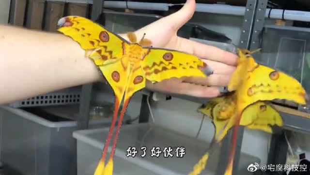 世界上5种稀有动物,谁见过我真服你,实在太罕见了颠覆三观