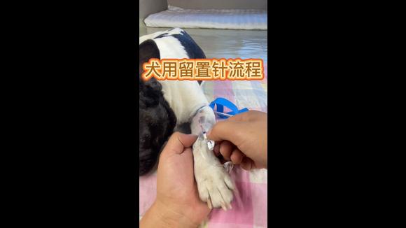 合格铲屎官的进阶技能“静脉用留置针”