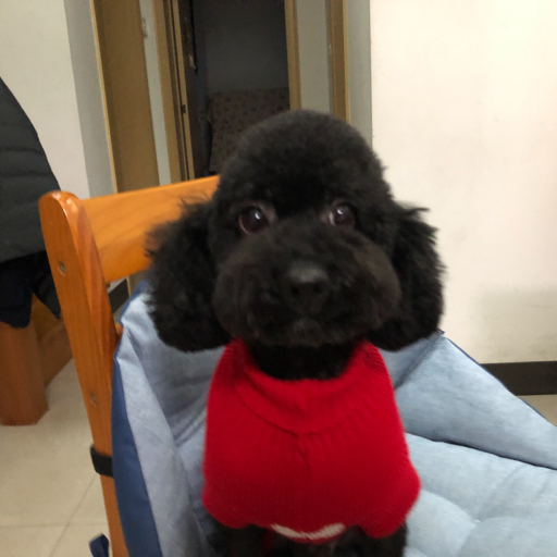 撸狗撸琴撸化学 