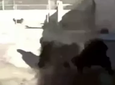 纯种藏獒打架视频1