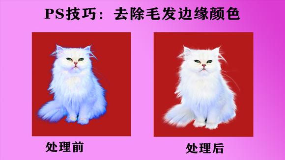 毛发边缘颜色去除,ps中的剪切蒙版还可以这样使用,学会了吗