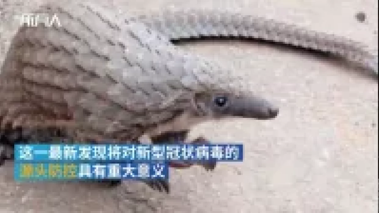 【华农:从穿山甲中分离出的毒株与新冠毒株相似度达99%】2月7日,@...