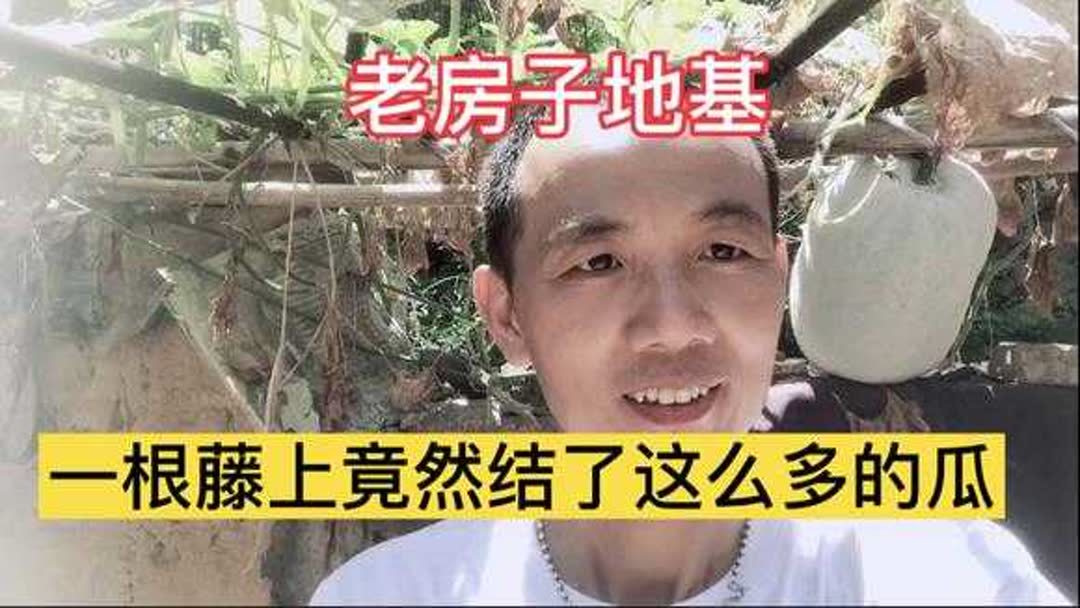 朋友们你们有见过一根藤结了7个冬瓜吗?奇就奇在每个都差不多大