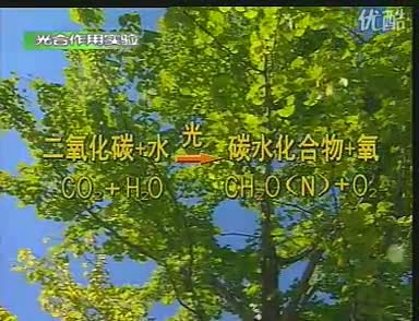 01.光合作用实验