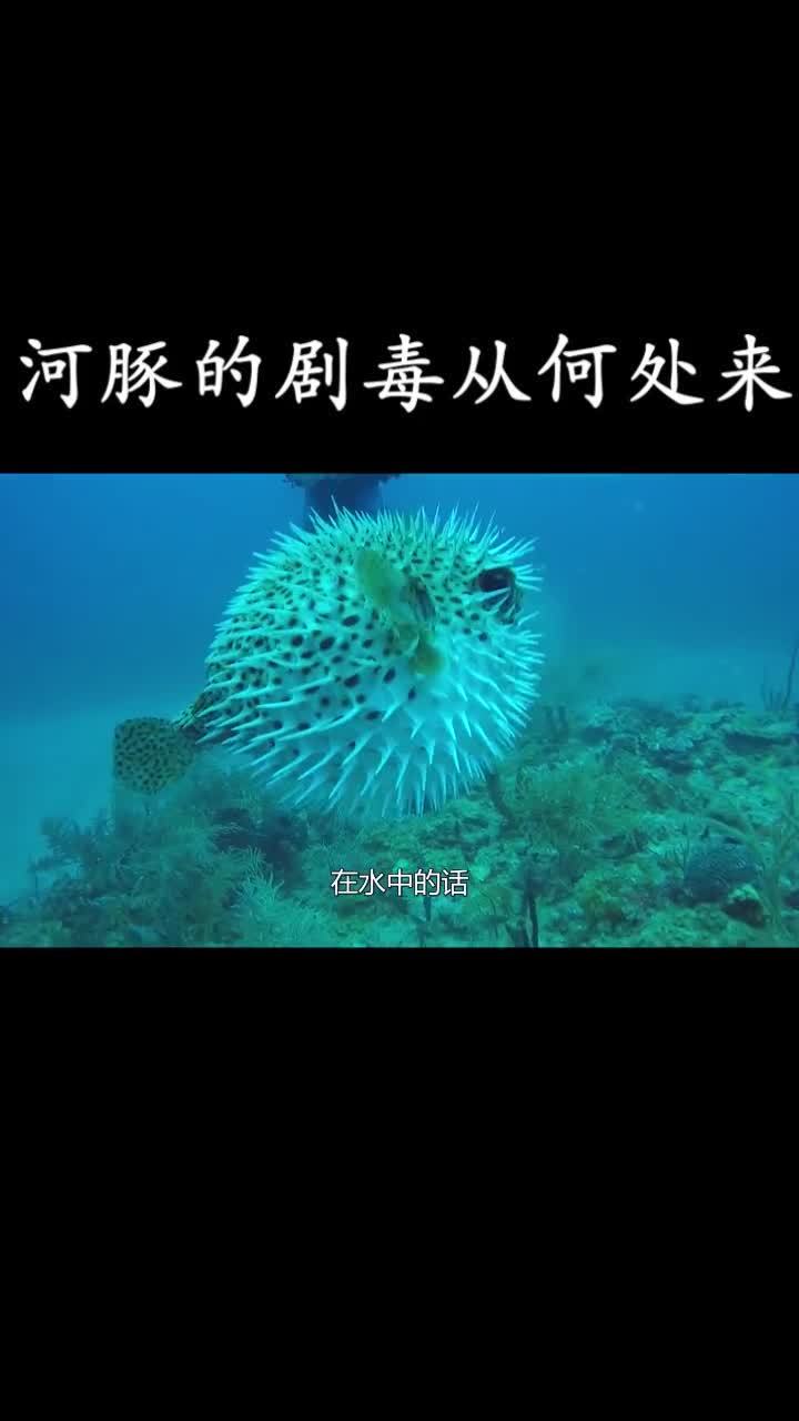 河豚体内的剧毒是怎么来的?不小心中毒该怎么办?(中)