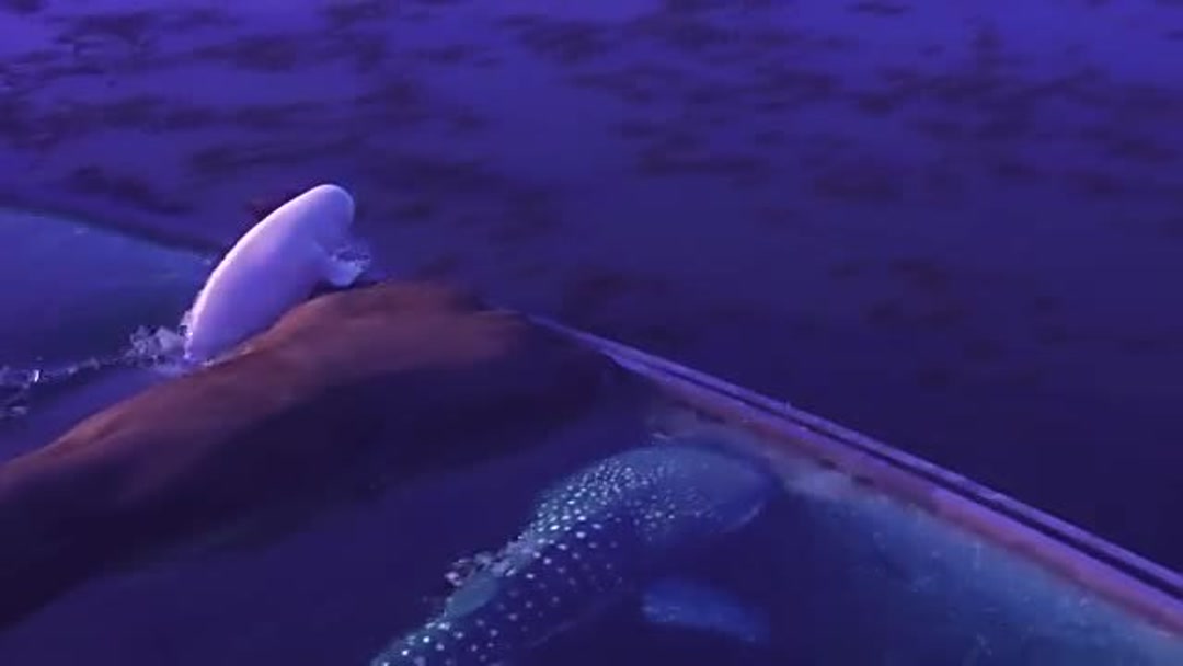 海底总动员2:多莉去哪儿(普通话)