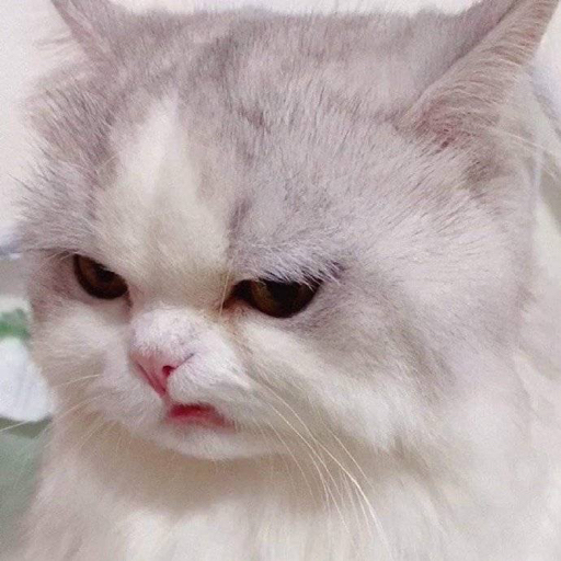 楼下的大猫 