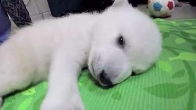 一点都不凶!北极熊宝宝成长记录