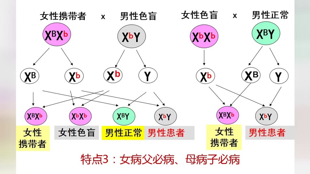 第2章微课3:伴性遗传