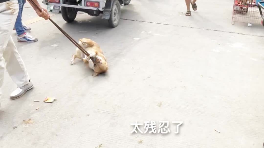 狗市实拍:狗肉车大爷太残忍 这举动引得大家直摇头却不敢上前