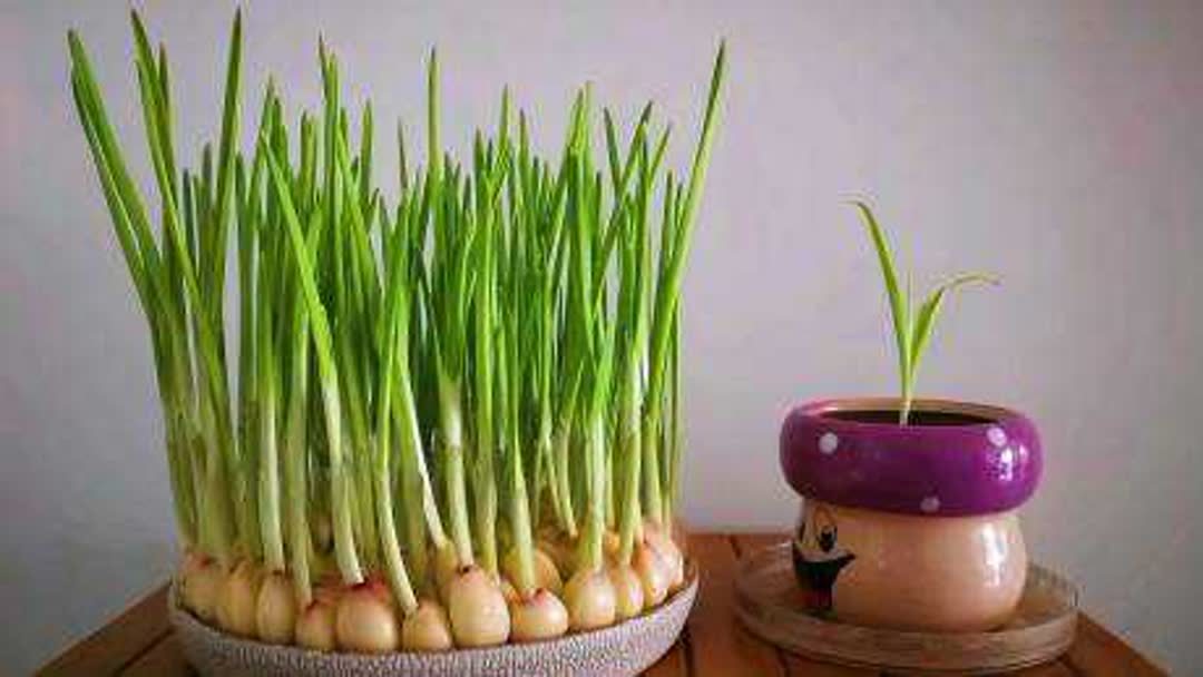 大蒜发芽千万不要扔,教你快速水培蒜苗,省钱又好吃