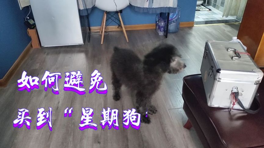 “星期狗”的巨贵小狗:传染病治愈又出新情况,该如何避免星期狗