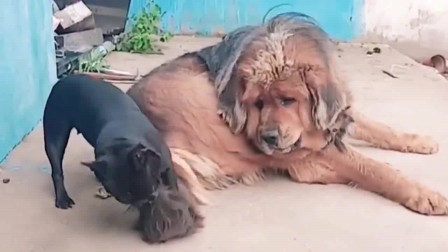 斗牛犬差点被藏獒一口吞掉,看它以后还这么嚣张吗,真是无法无天了!