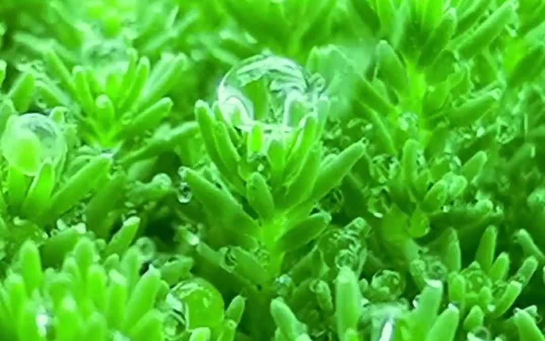 抖音冷门书单号项目,新手新号也能实现月入10000+【附文案素材】