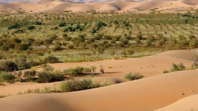 地球上的沙漠都变成森林,有什么后果?看完你都不敢信