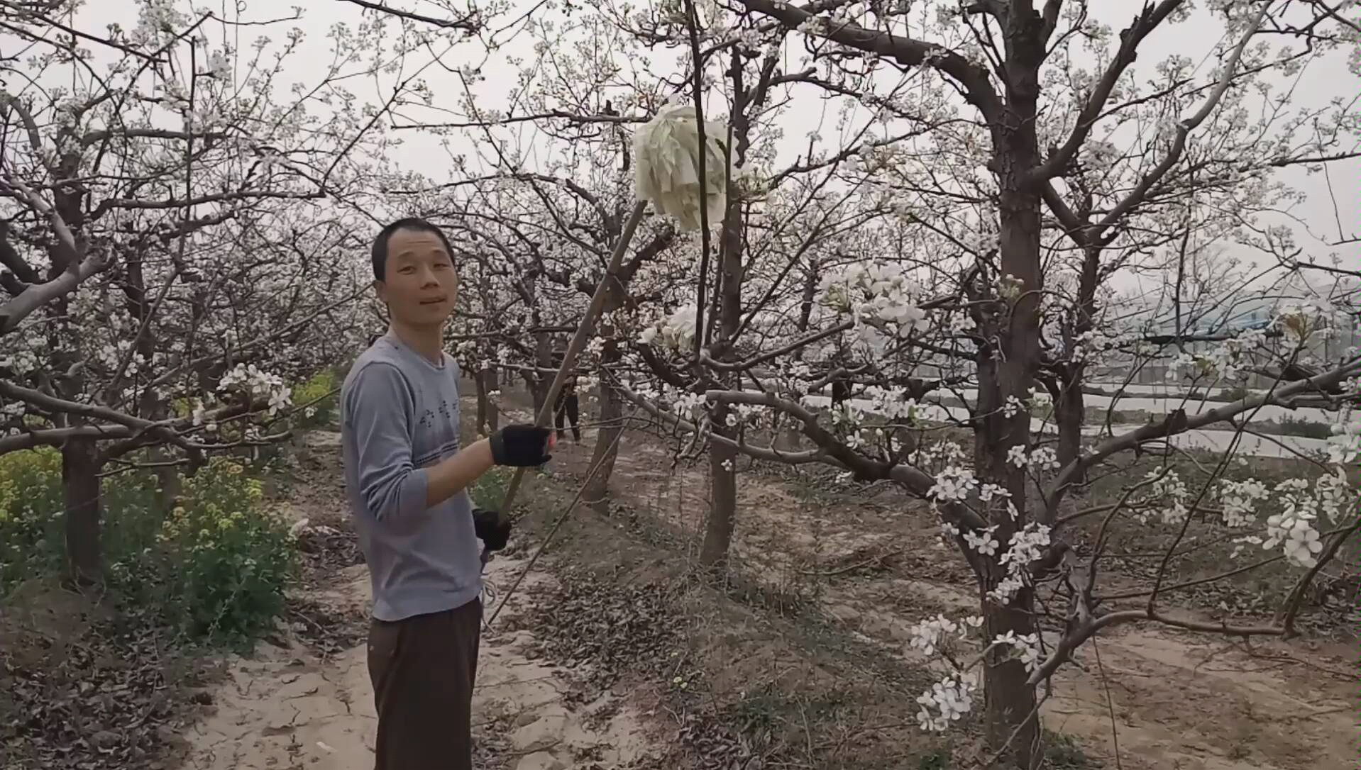一年一度的梨树授粉,看看农村是怎么做的?