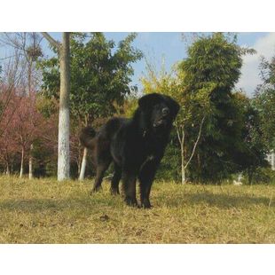 世上最帅的灰太狼 