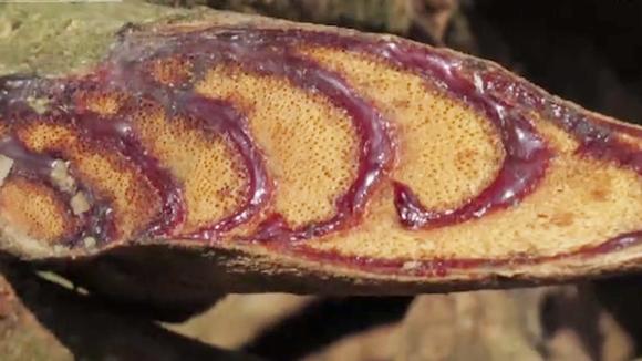 长在深山里的鸡血藤，掰断会有红色汁液，价值极其珍贵