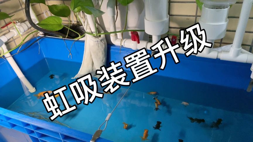 升级虹吸抽水 让鱼缸更干净 减少打理的时间