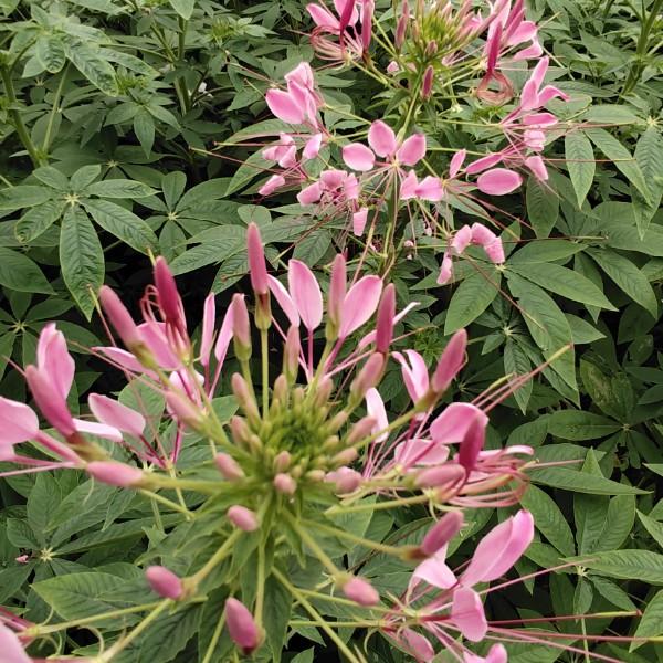 滴依耶塔商同志 