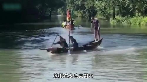 划船比赛谁也不服,就服哥几个,但凡船头船尾哥们配合的不好,速度指定是跟不上