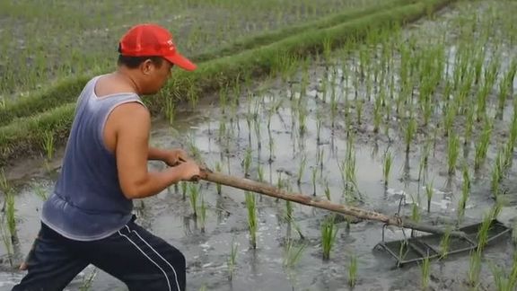 神了农村夫妻种原生态稻谷,全过程无伤害,现在难吃到的大米