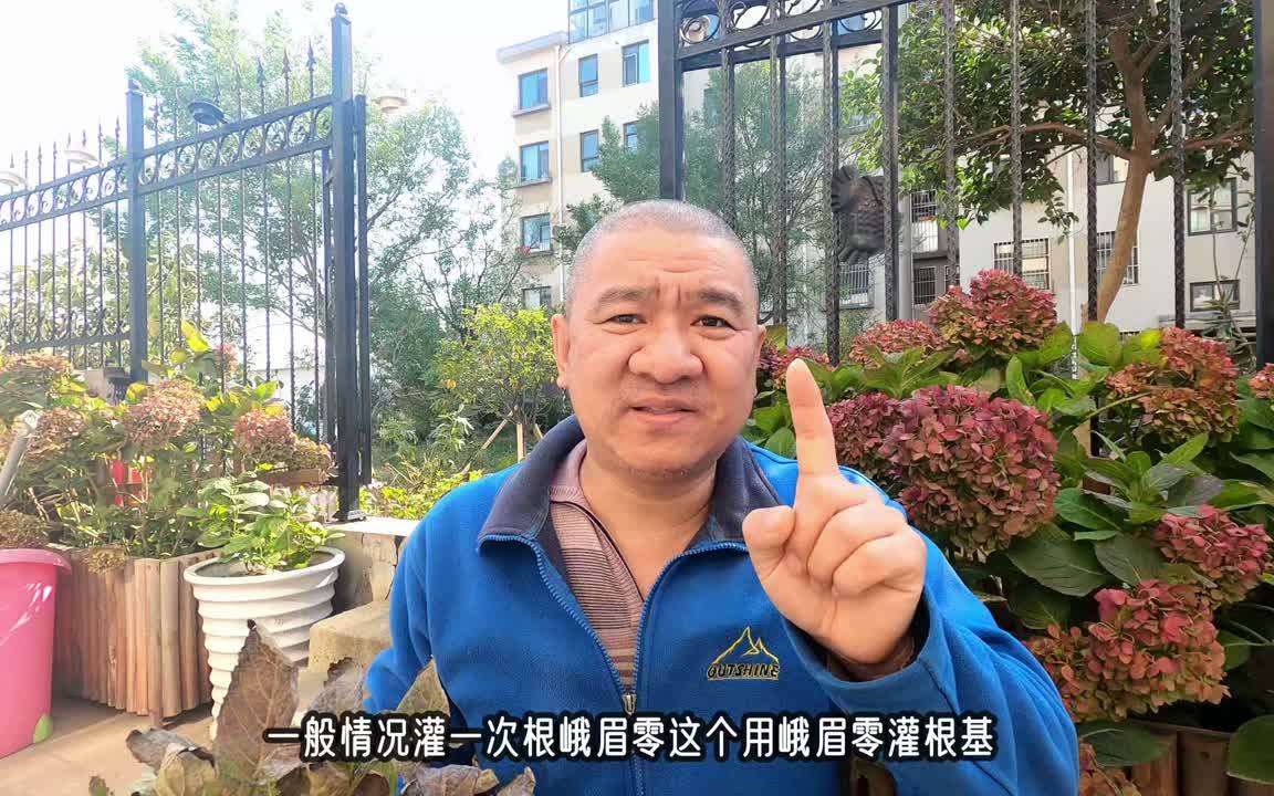 养花常用3种杀菌药:多菌灵 百菌清 恶霉灵,它们有什么不同?