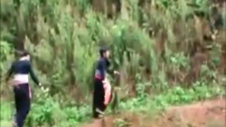 苗族山歌你活着要放弃我 我死了我不会放过你