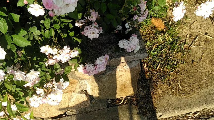 有意义的事:义务服务社区楼幢文明活动,协助垃圾分类游戏