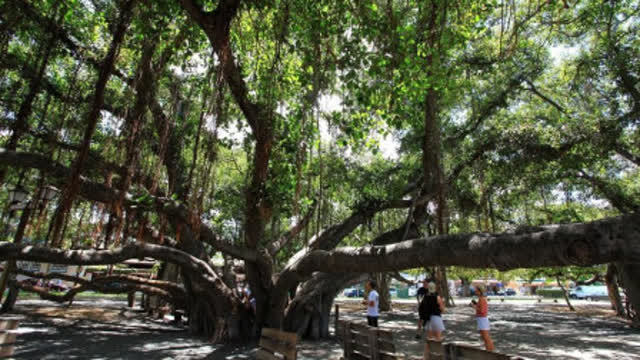 世界上最大的一棵树,真正的“独木成林”,占地15000平方米