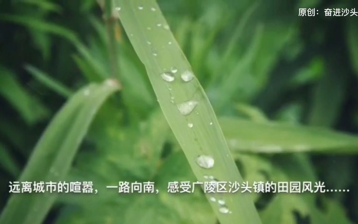 “社”造乡村,振兴产业——扬州市广陵区产业社区发展调研服务团队