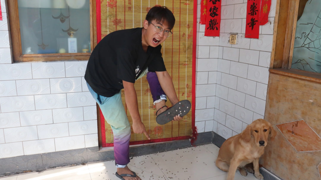 金毛整蛊小亮在门口撒满图钉,小亮被扎得满脚都是,可把他疼坏了