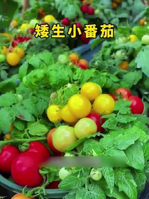 ...种一盆#矮生小番茄,管理方便,好吃又营养#三农 #家庭种植
