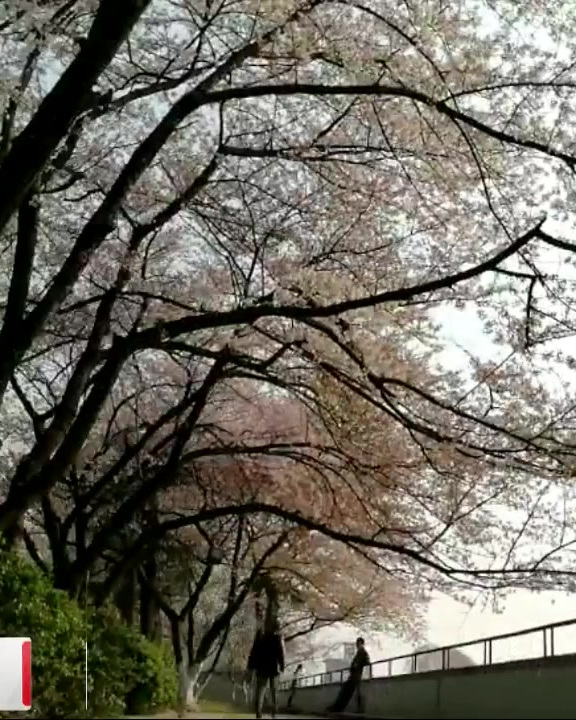 你见过武汉最美的樱花,但见过武汉樱花下的歌舞吗?