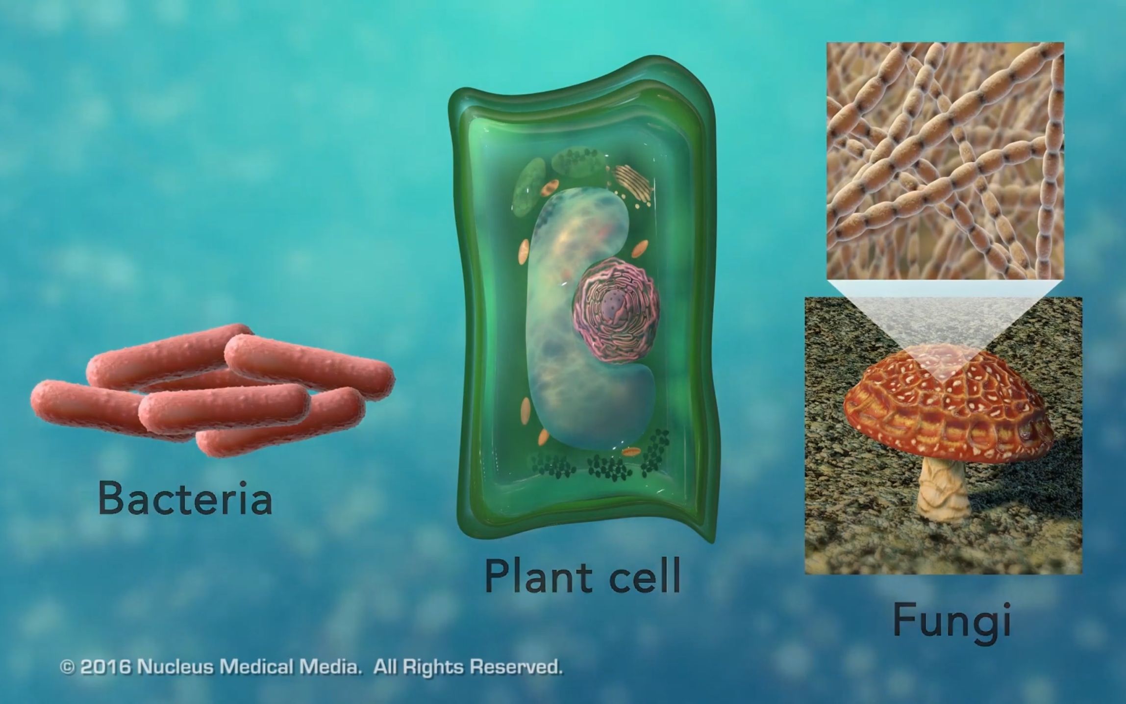 【中英字幕】02 Overview of Cell Boundaries 细胞边界概述