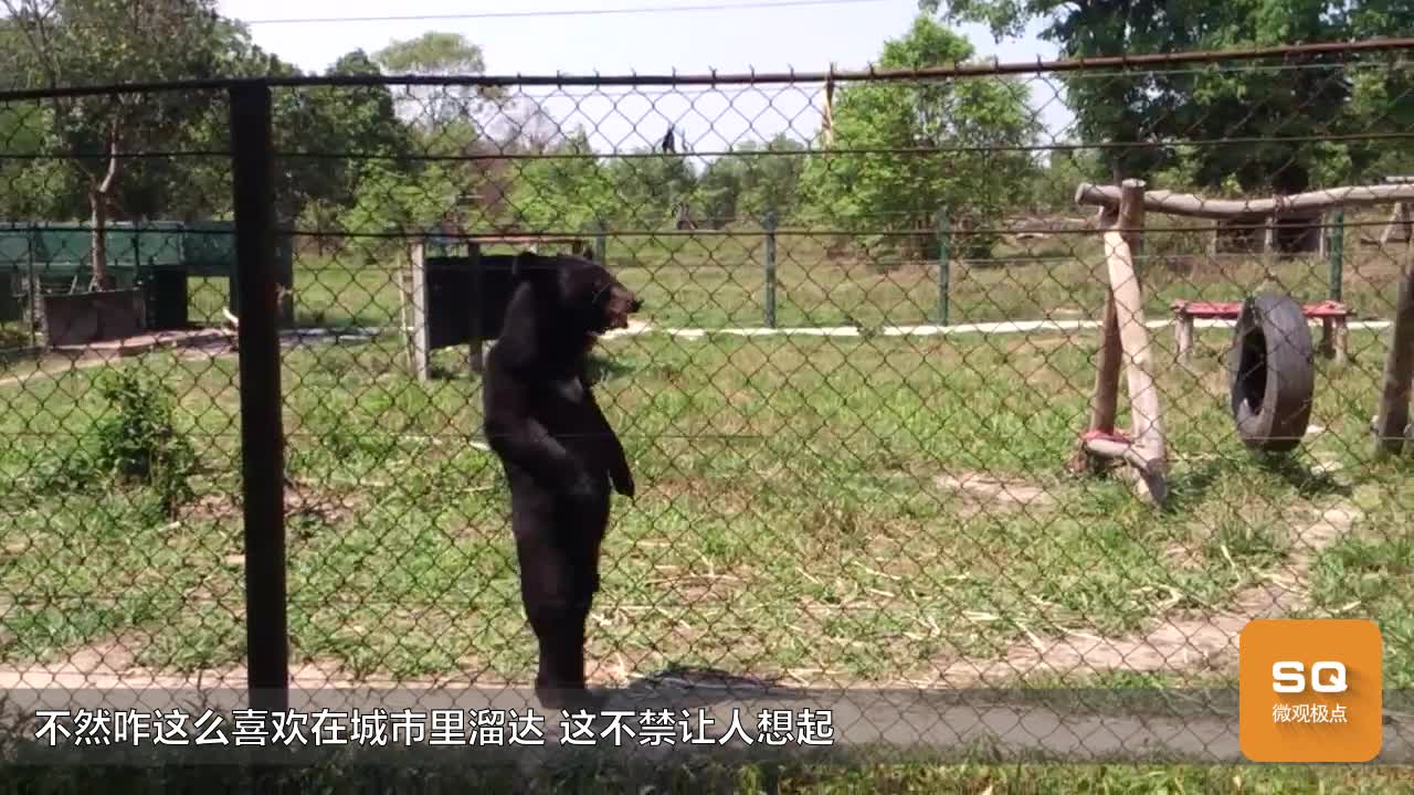 一只爱模仿人的熊,老是后腿直立行走,怕是成精了?