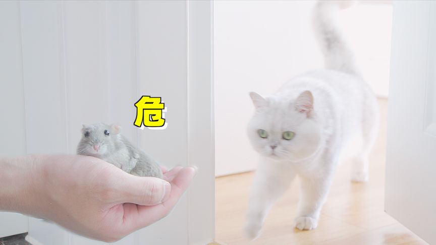 仓鼠满屋子乱拉屎,小伙直接把房间改成超大厕所