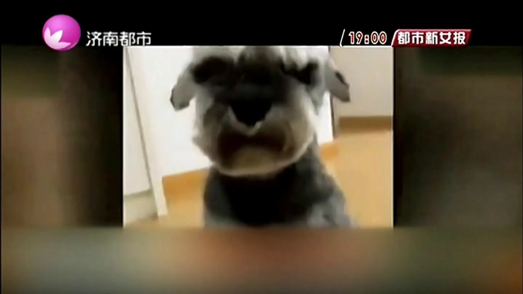 宠物狗中毒身亡 主人怀疑和小区除草灭虫有关