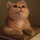 小羚羊不会飞飞飞 