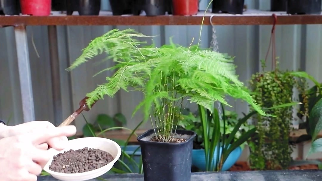 给文竹撒上5粒“神粪”,叶片茂密翠绿,倍好看