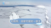 动物宝宝成长记 第3集 北极熊,温馨可爱的一家子