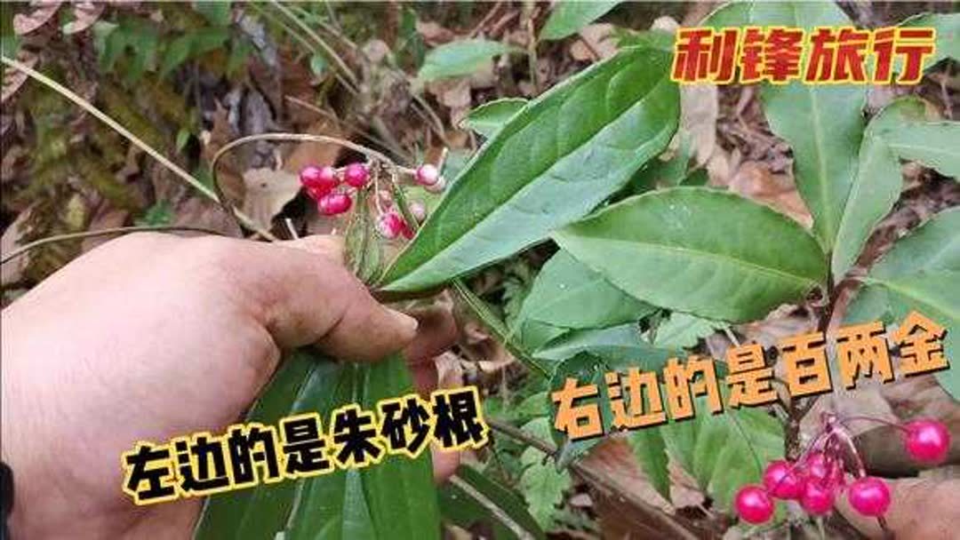 前面说过百两金,今天就说一下朱砂根。分的出来吗?一起看看