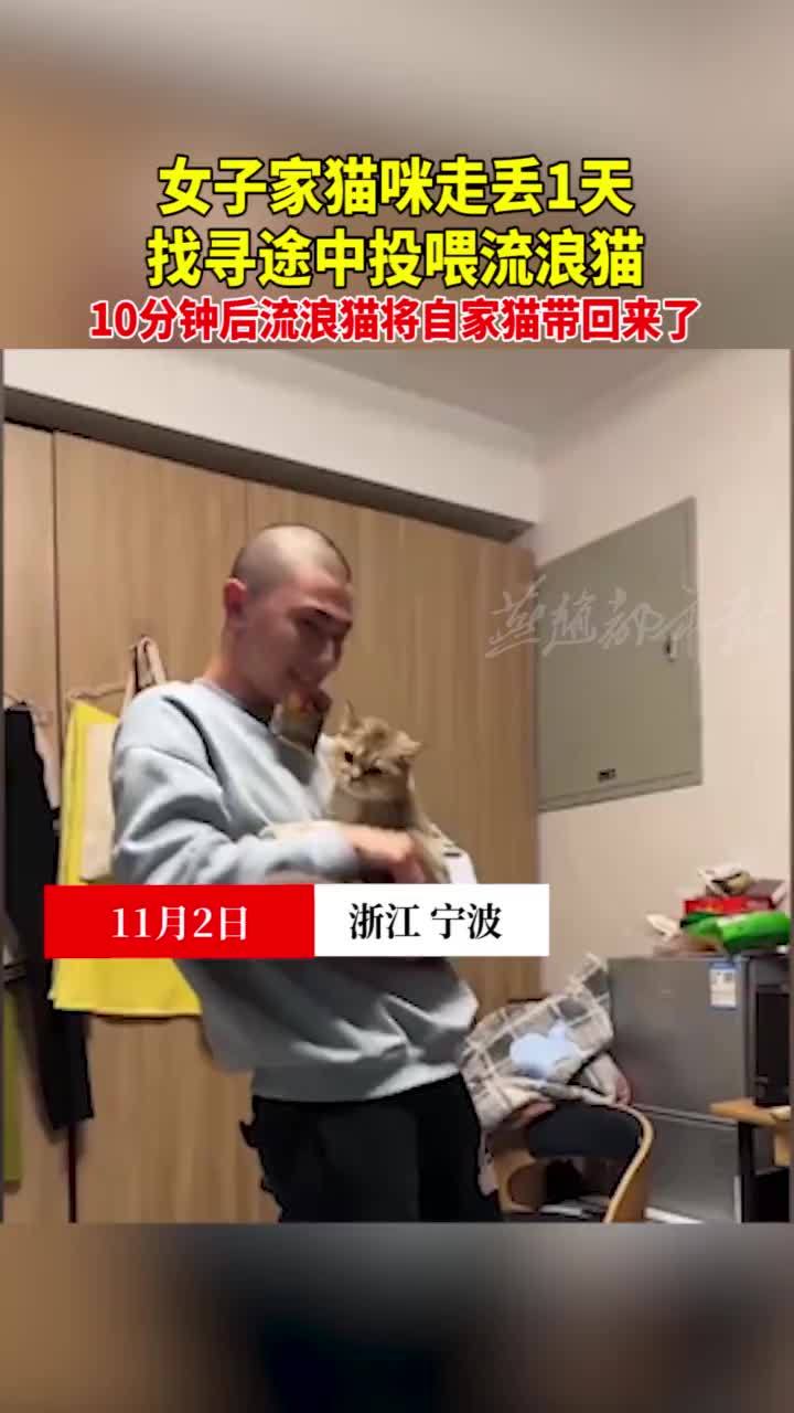 女子家猫咪走失一天后,被流浪猫带回家。女子称:想将流浪猫收养