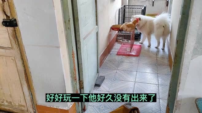 狗狗的幸福生活:只要鸡想走在地上,狗狗马上劝它回笼子,超尽责