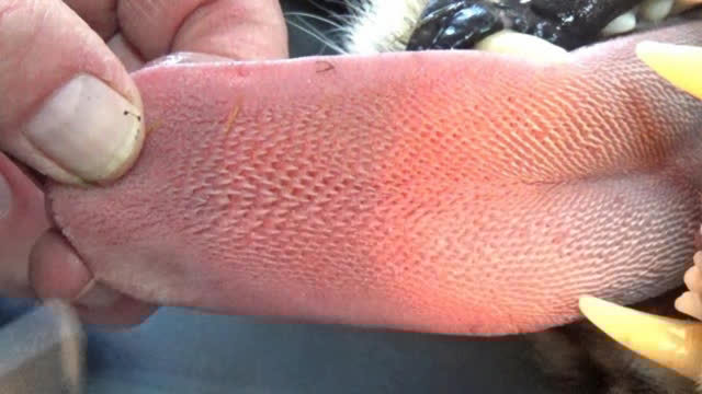 为什么豹子舔一口就会流血?显微镜下看舌头构造,画面太恐怖