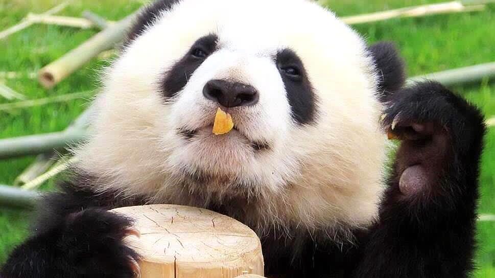 熊猫宝宝彩浜的2岁成长全纪录,小不点儿从小萌到大