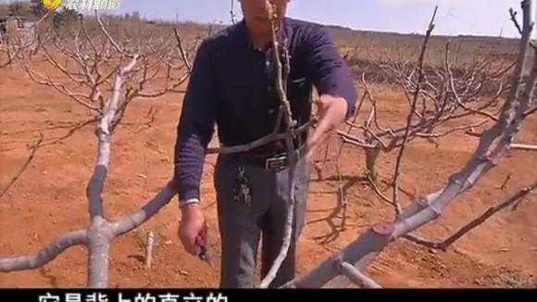 无花果春季修剪要点知多少？农艺师地头现场示范，教你怎么剪！